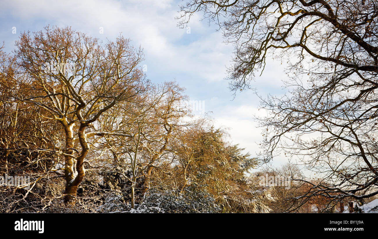Sunlit trees hi-res stock photography and images - Alamy