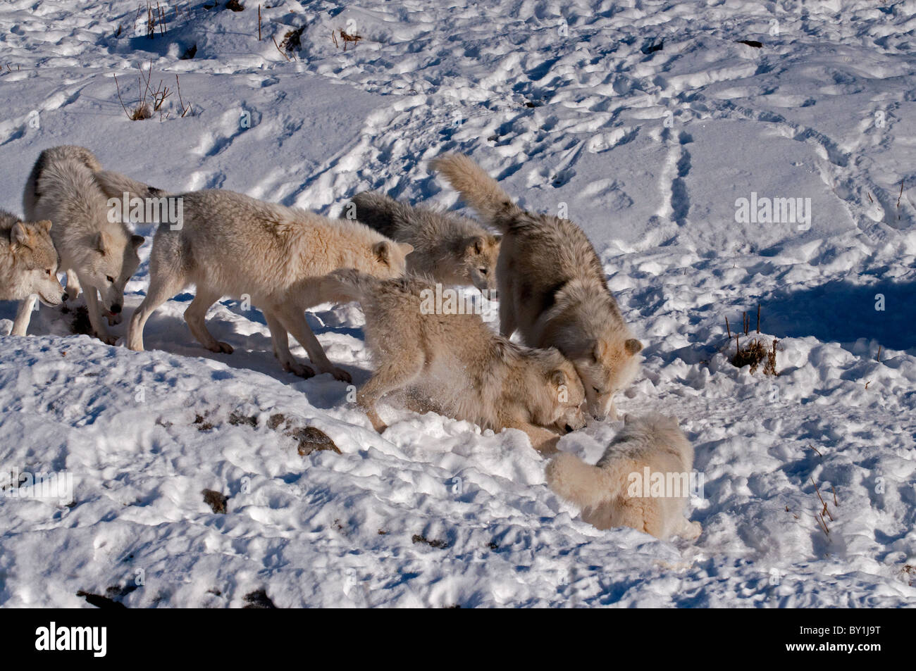 Arctic wolf pack hi-res stock photography and images - Alamy