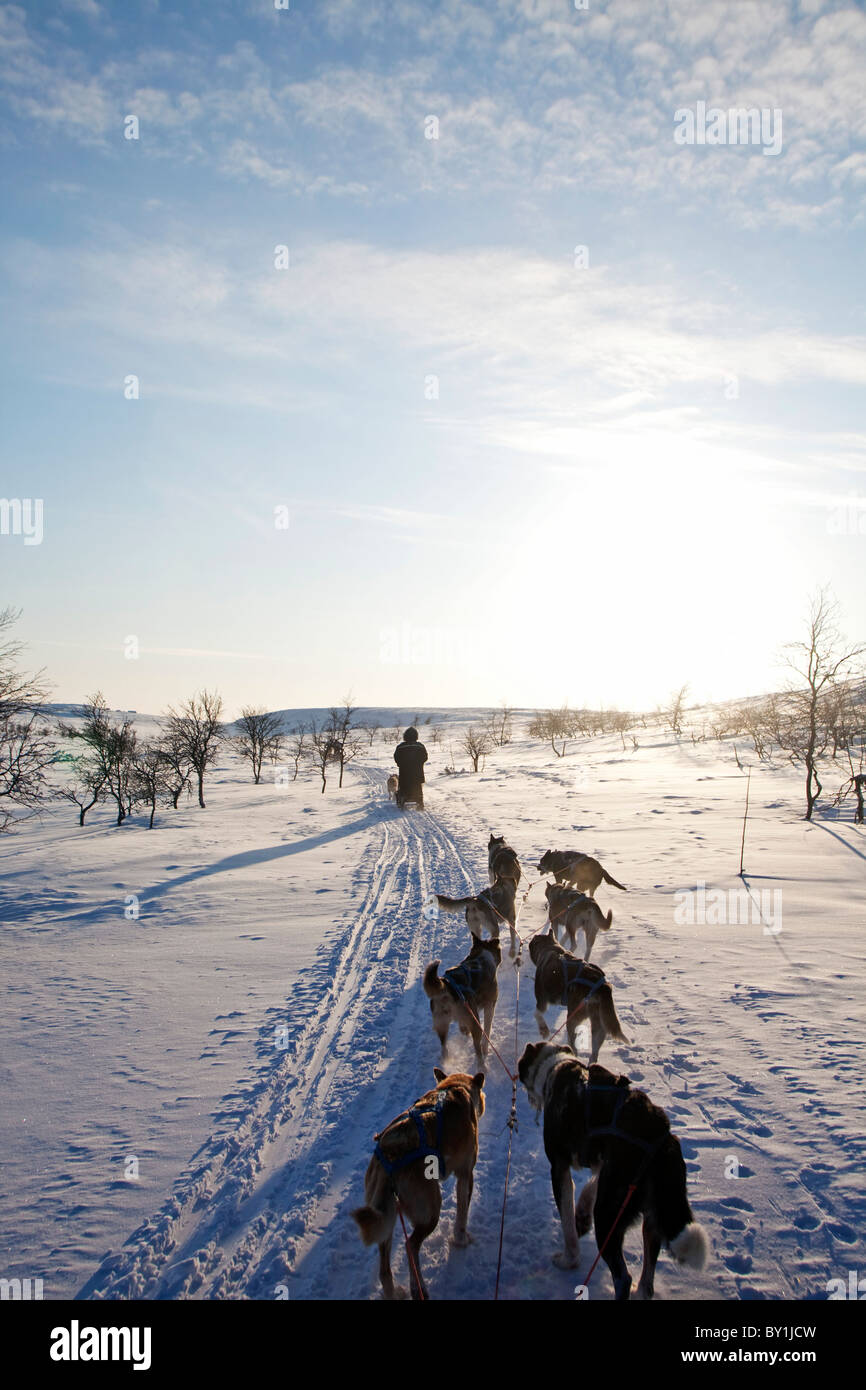 Norway, Finnmark Region. Dog sledding in the Arctic Circle Stock Photo ...