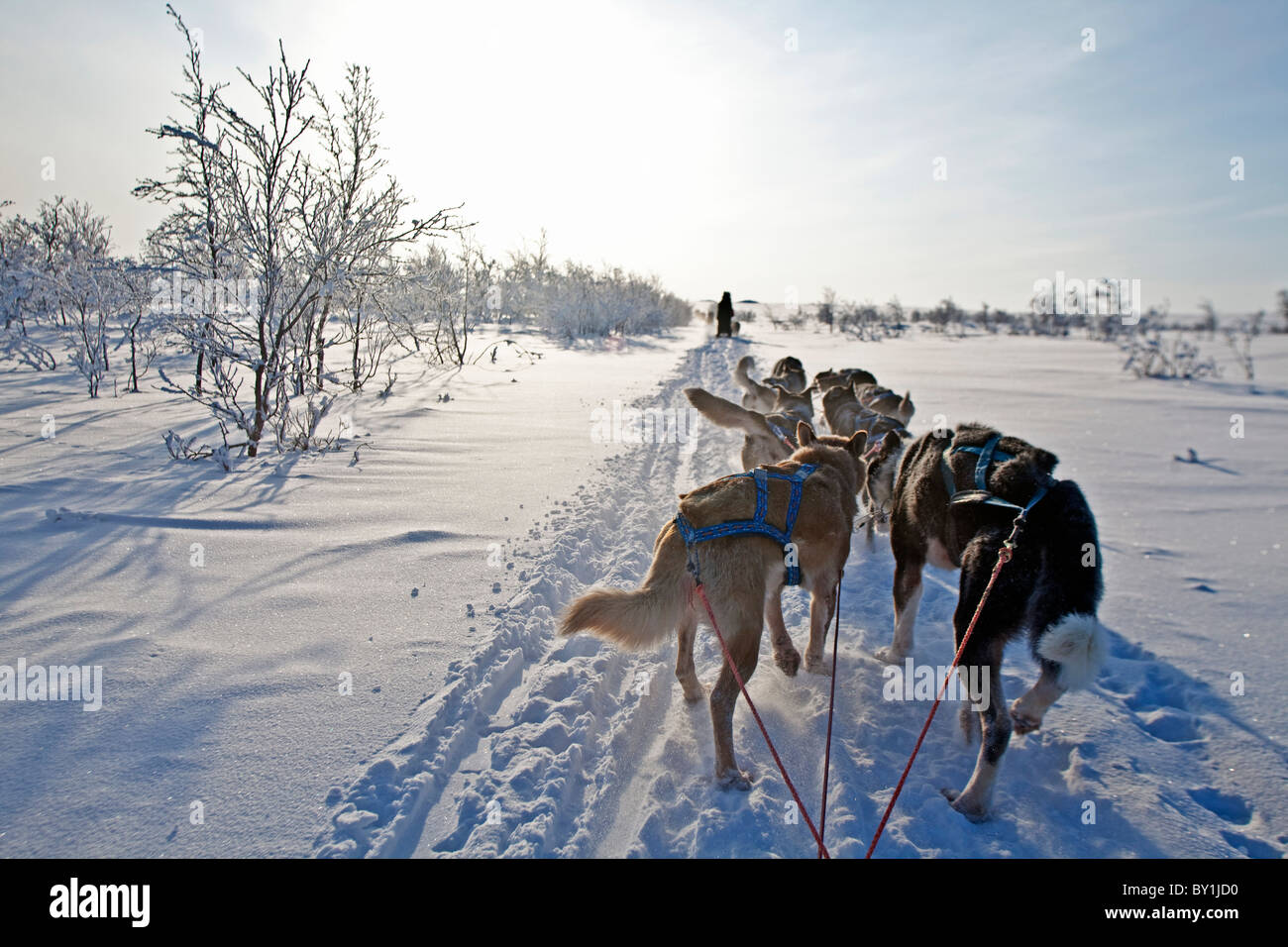 Norway, Finnmark Region. Dog sledding in the Arctic Circle Stock Photo ...