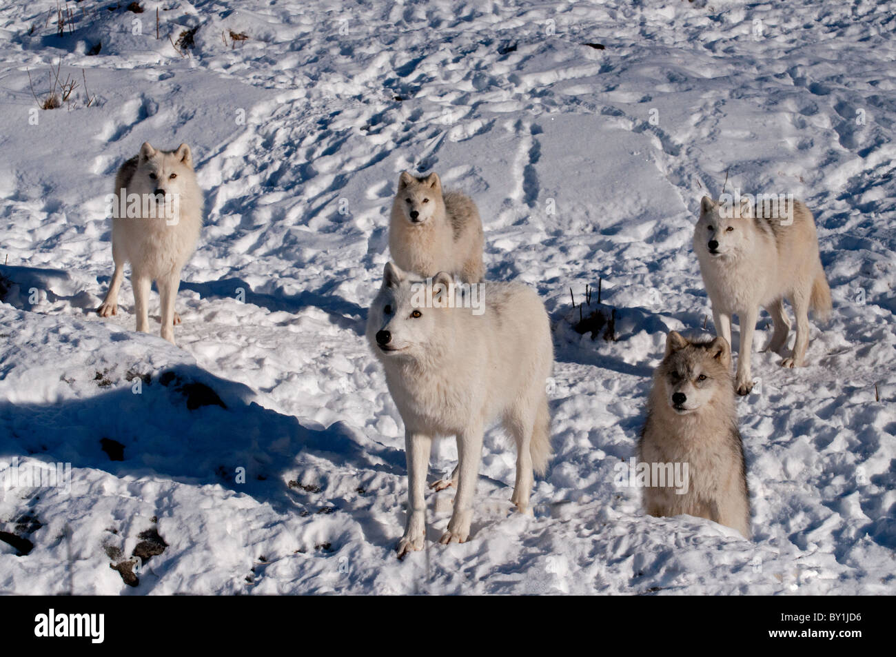 Arctic Wolf Pack High Resolution Stock Photography and Images - Alamy