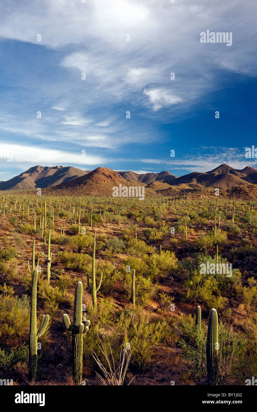 Signal Hill View High Resolution Stock Photography and Images - Alamy