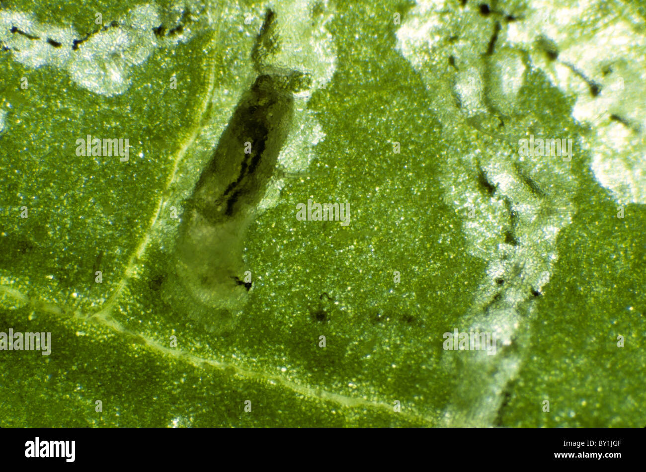 Serpentine leafminer (Liriomyza trifolii) larva in tomato leaf mine ...