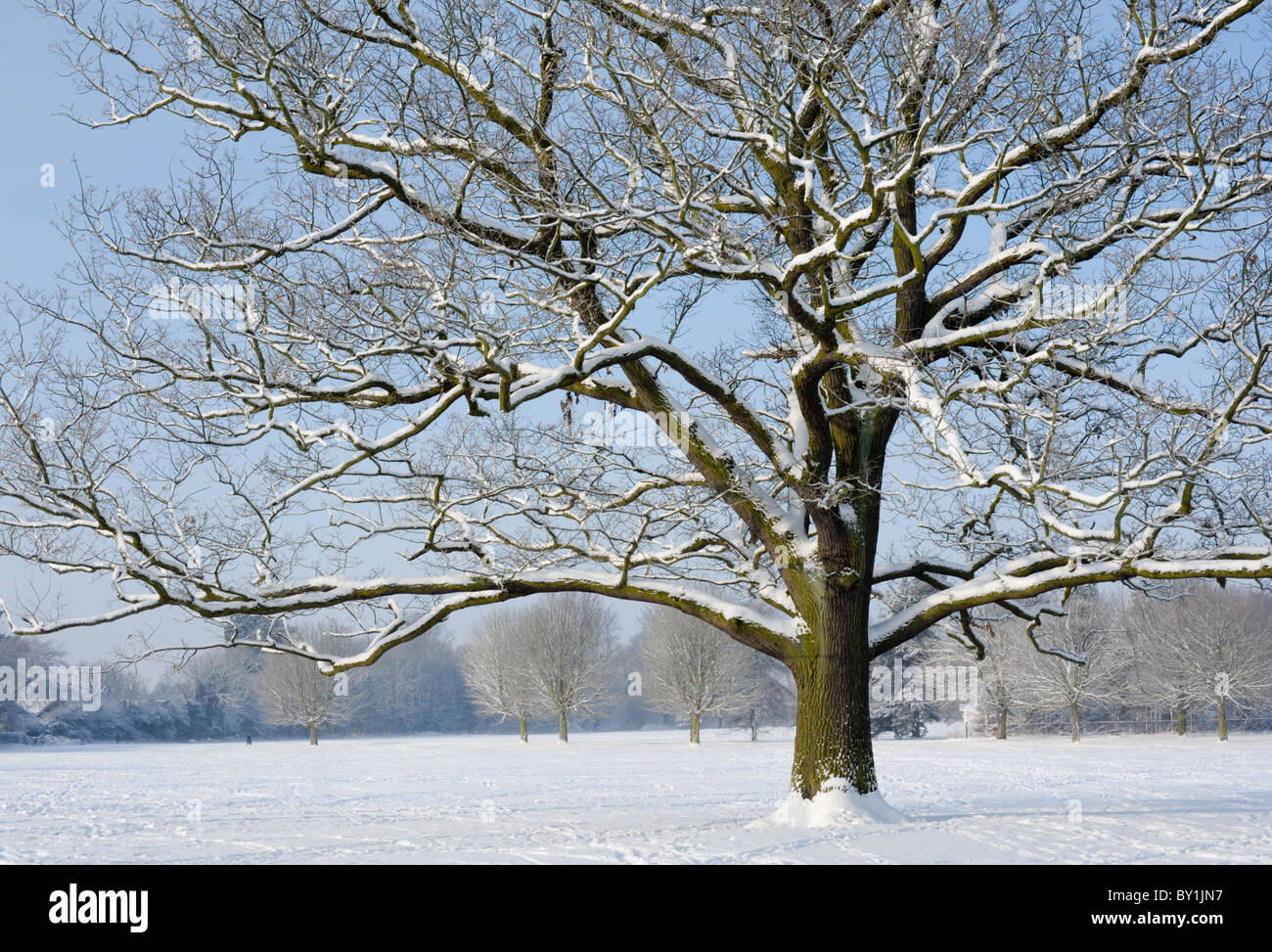 Oak tree covered in snow in winter on Tettenhall village green, near ...