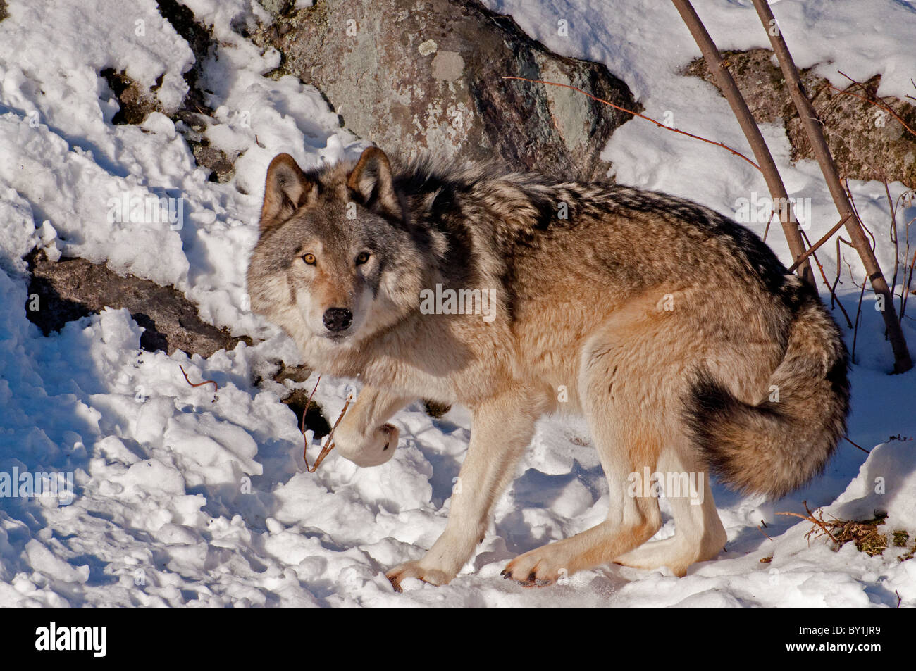 Two Timber Wolves fighting Stock Photo - Alamy