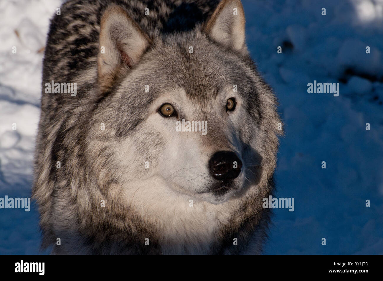 Two Timber Wolves fighting Stock Photo - Alamy