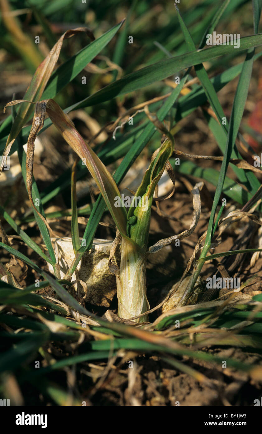 Swollen stem damage to wheat caused by gout fly (Chlorops pumilionis ...