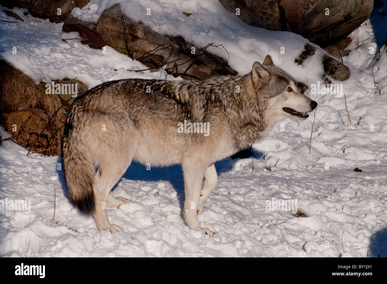 Two Timber Wolves fighting Stock Photo - Alamy