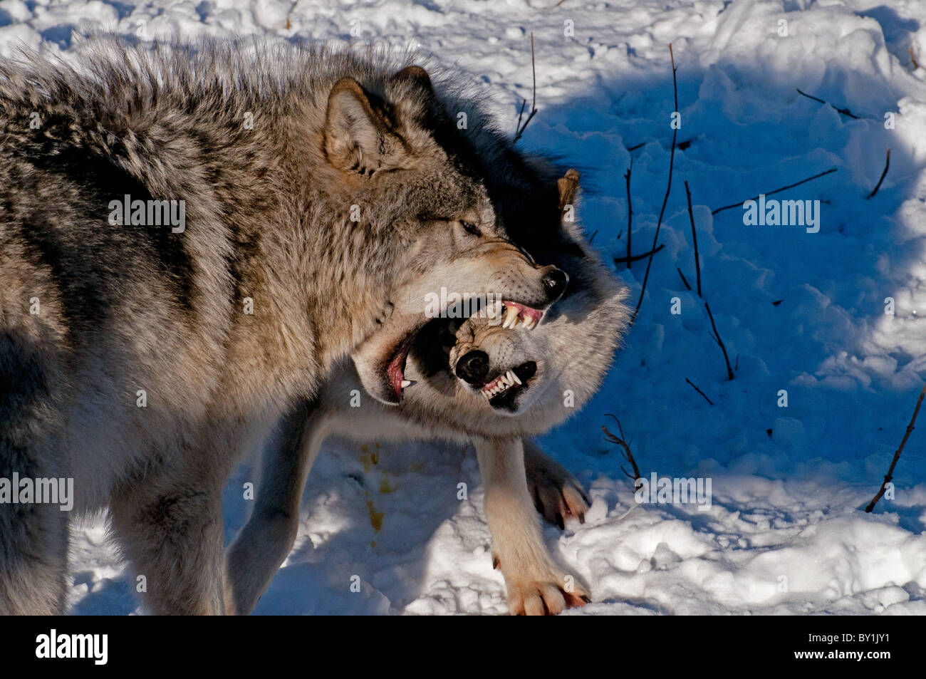 Two Timber Wolves fighting Stock Photo - Alamy