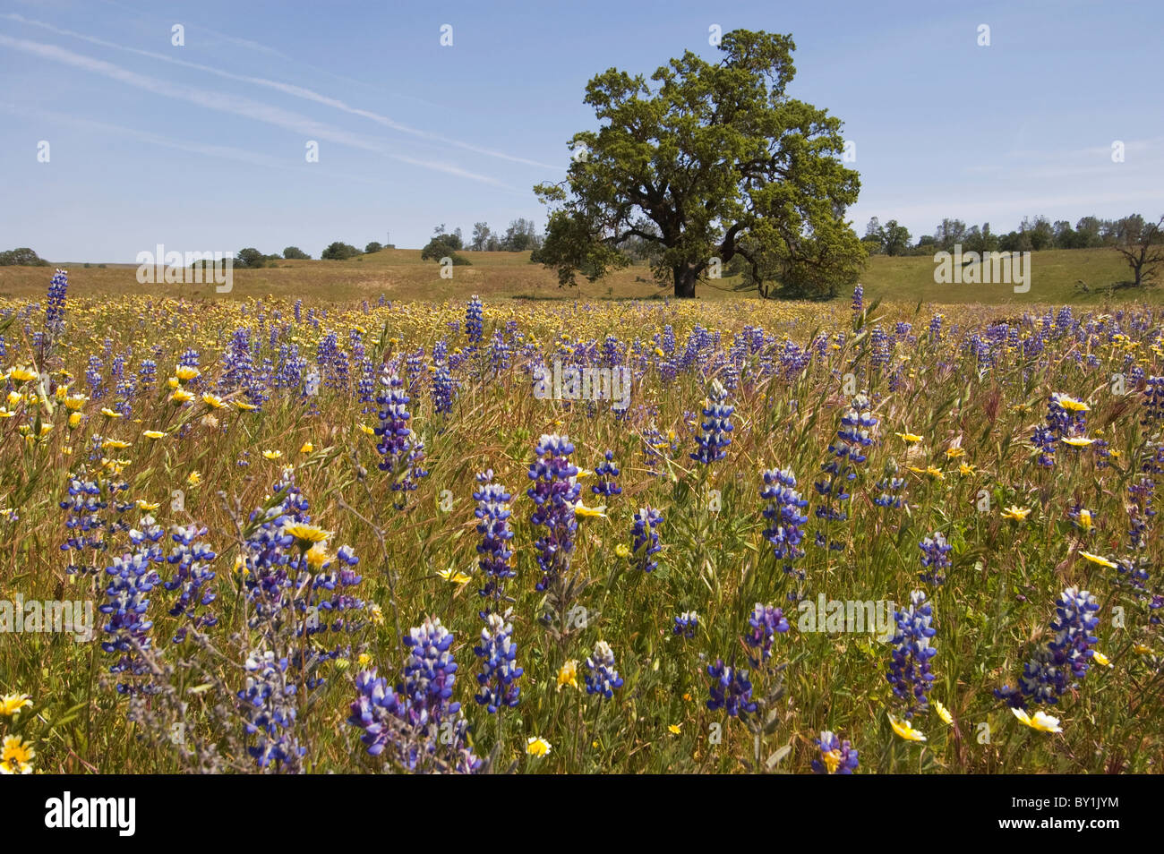 Elk244-X173 California, Shell Creek Road, wildflowers, lupine with oak ...