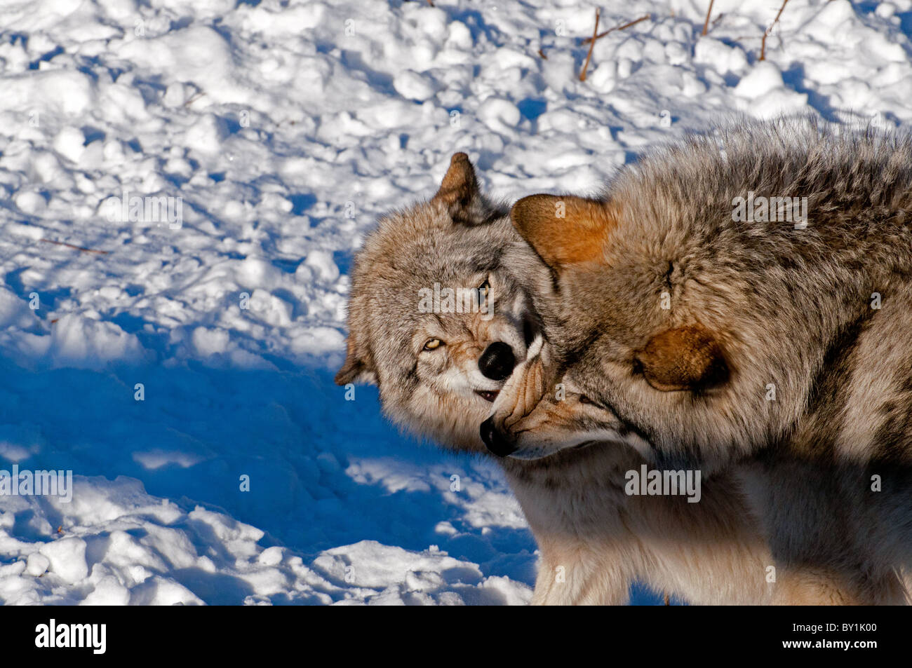 Two Timber Wolves fighting Stock Photo - Alamy