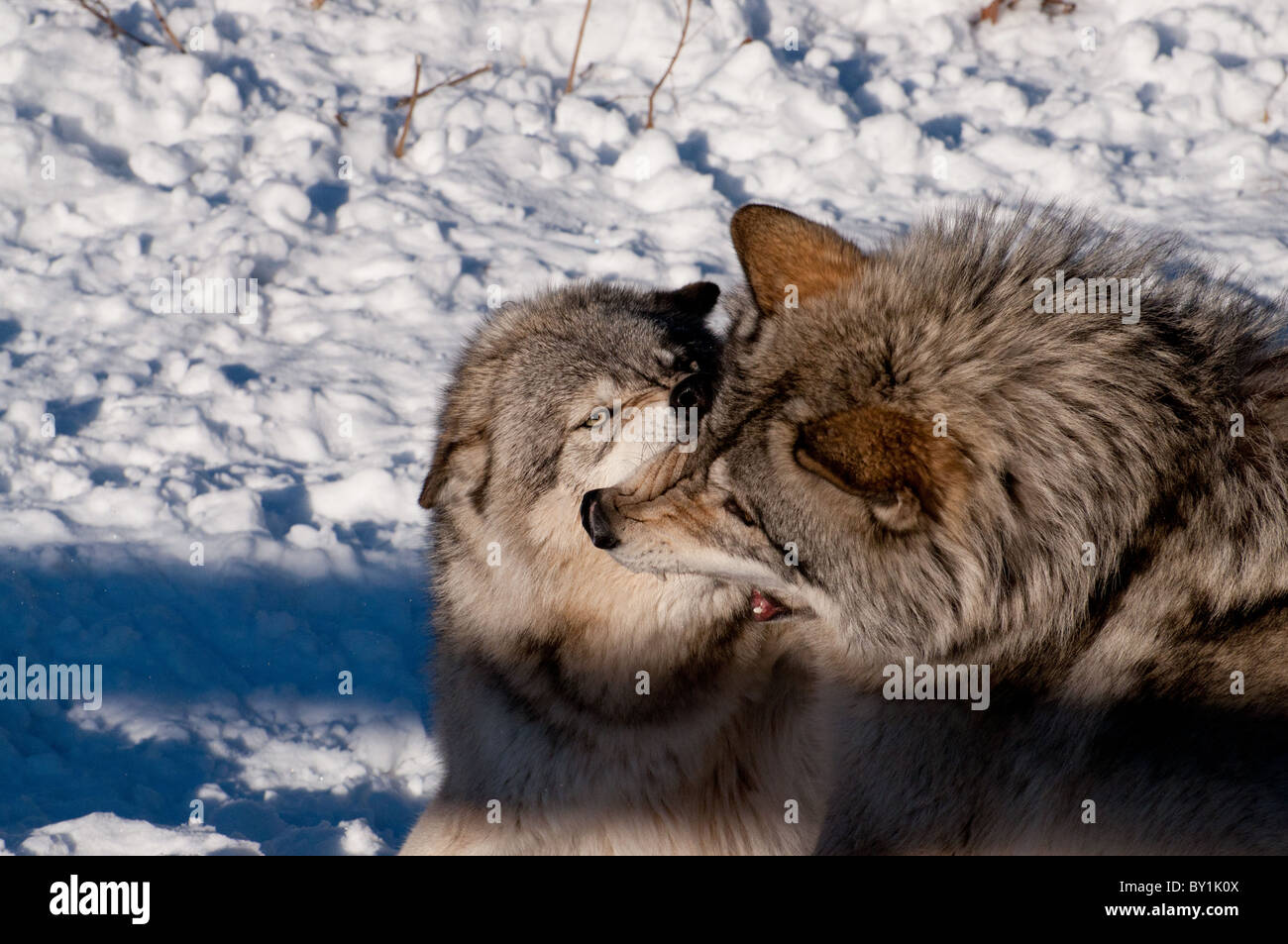 Two fighting wolves hi-res stock photography and images - Alamy