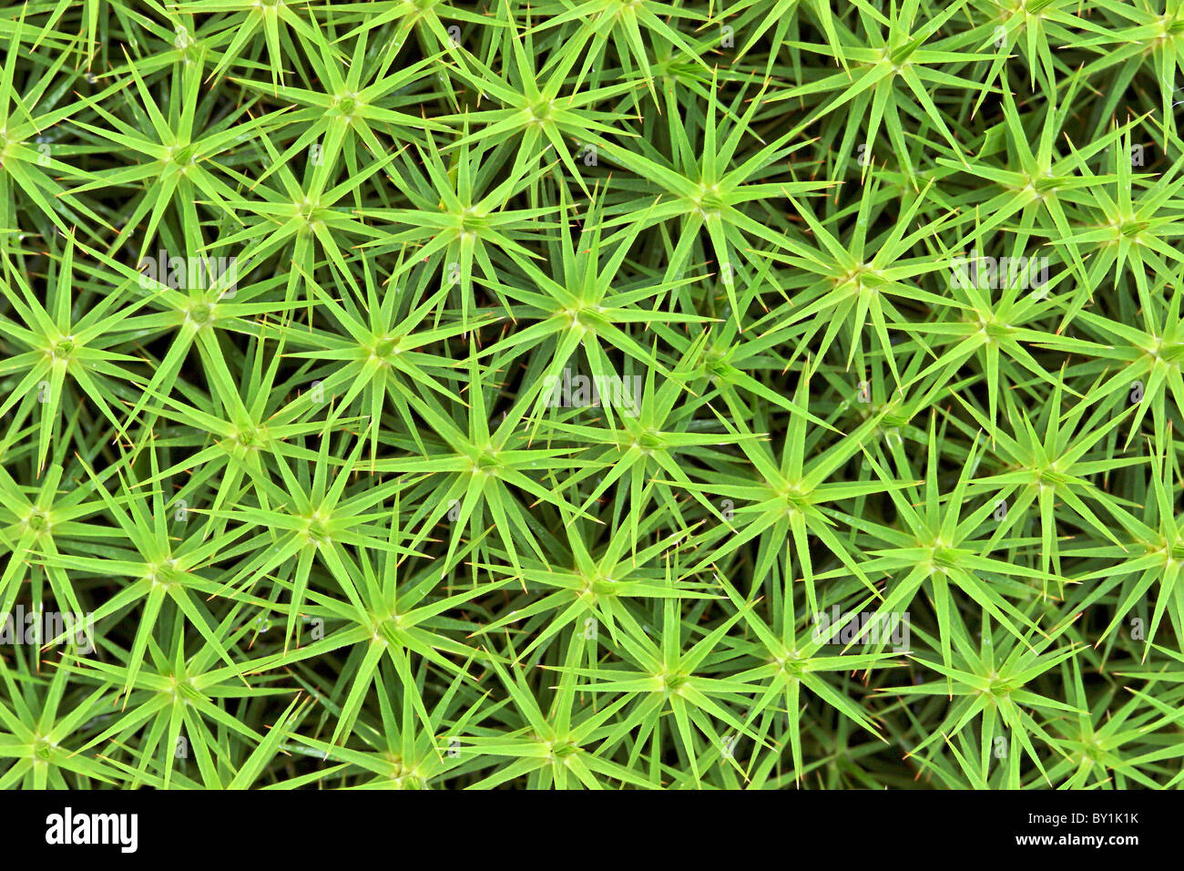 Polytrichum commune moss Stock Photo - Alamy
