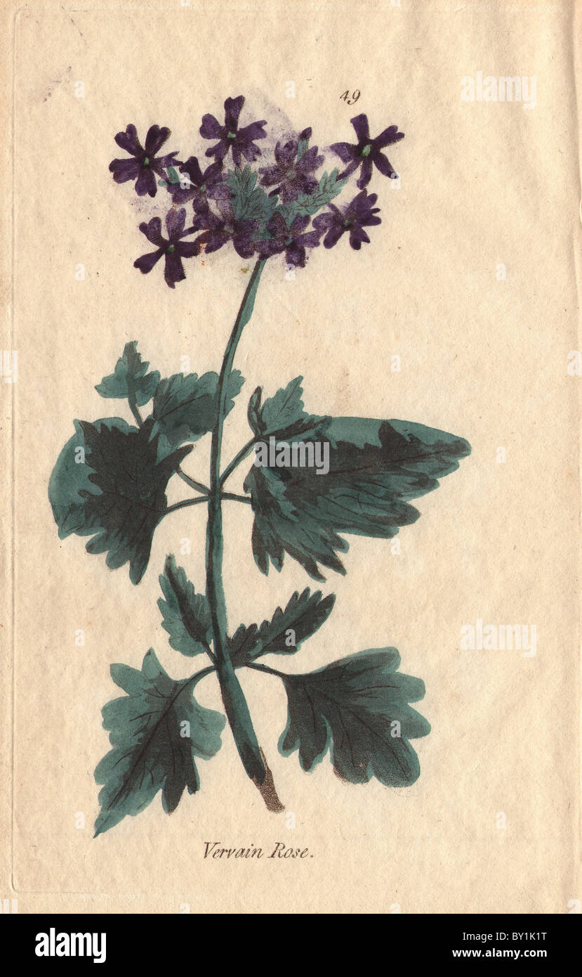Rose Vervain High Resolution Stock Photography and Images - Alamy