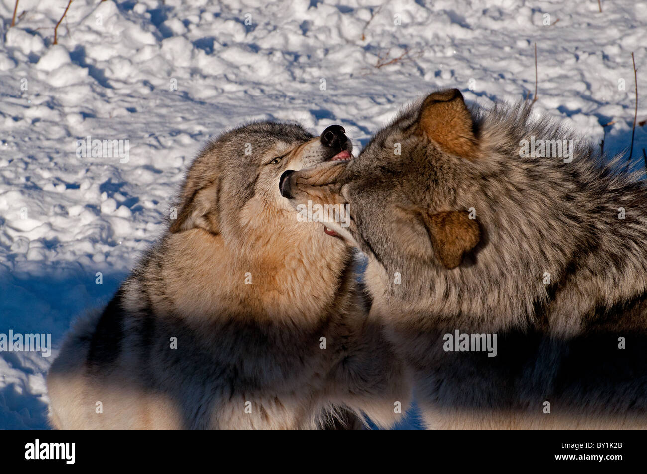 Two wolves playing hi-res stock photography and images - Alamy