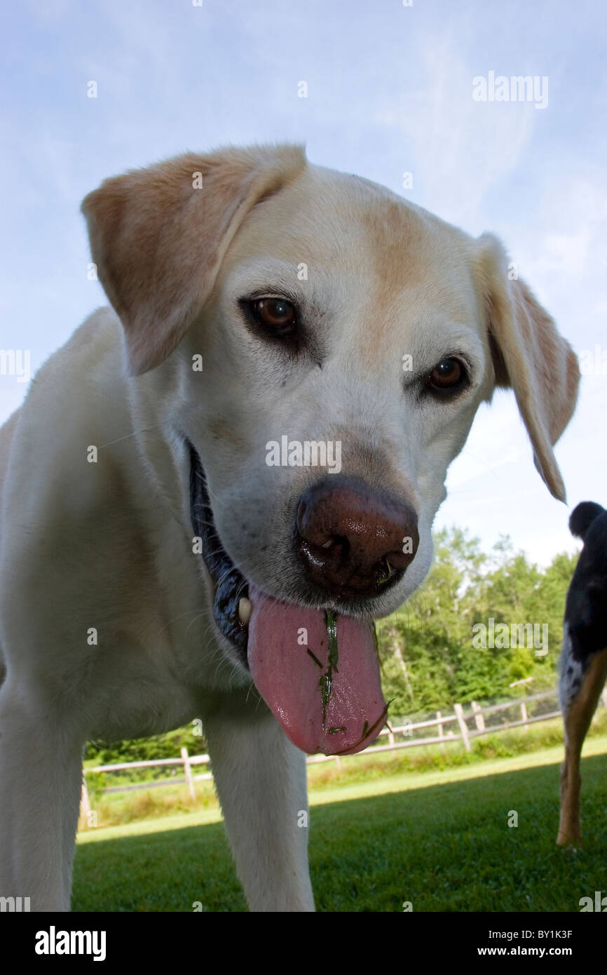 Yellow labrador hi-res stock photography and images - Alamy