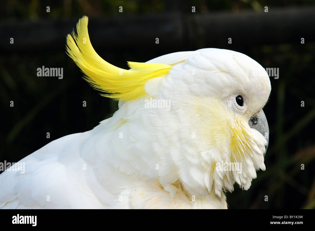 A sulphur crested cockatoo Stock Photo - Alamy