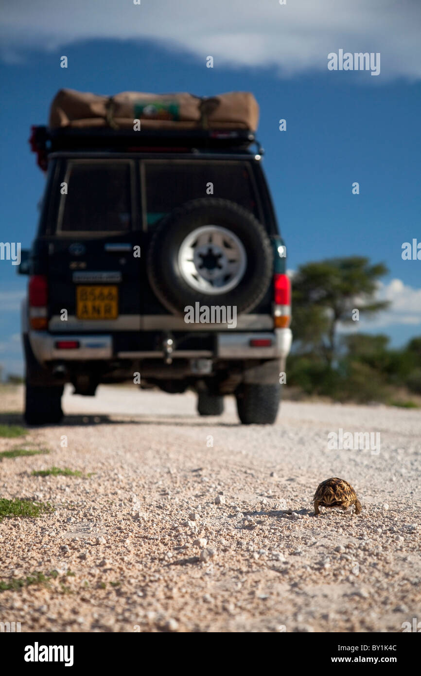 Safari vehicle leopard africa hi-res stock photography and images - Alamy