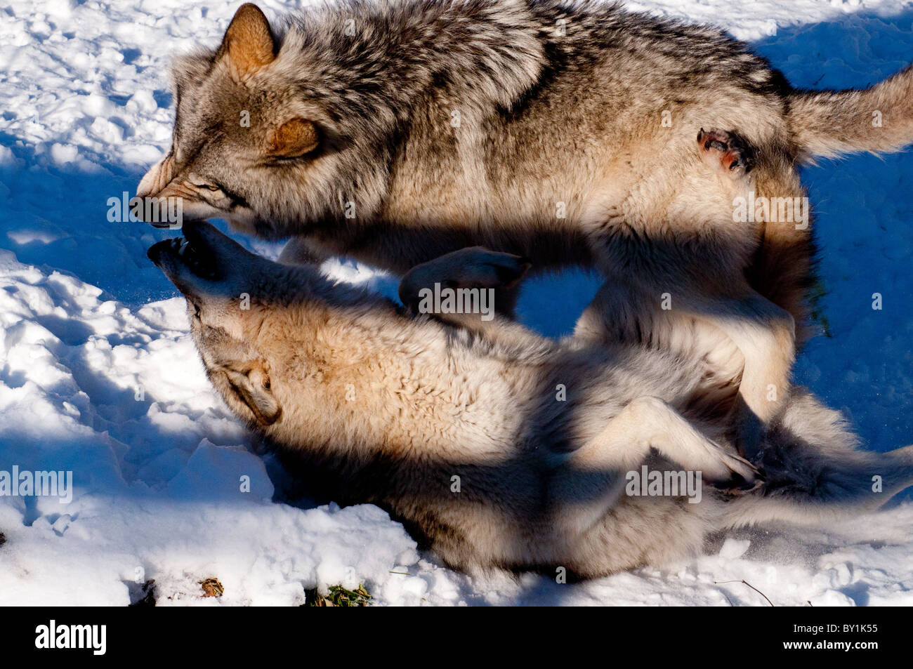 Two fighting wolves hi-res stock photography and images - Alamy