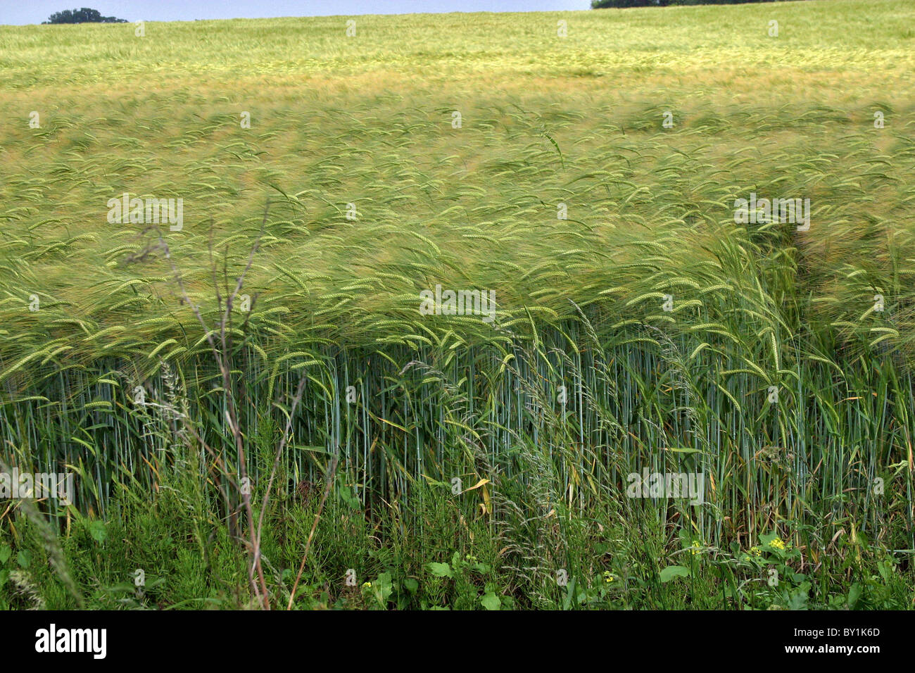 field of wheat blowing in the wind Stock Photo - Alamy