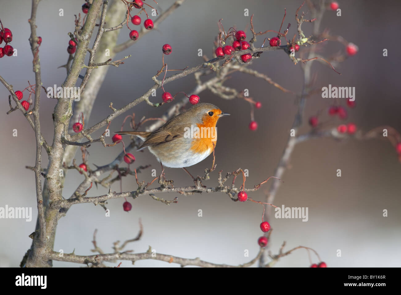Red robin snow hi-res stock photography and images - Alamy