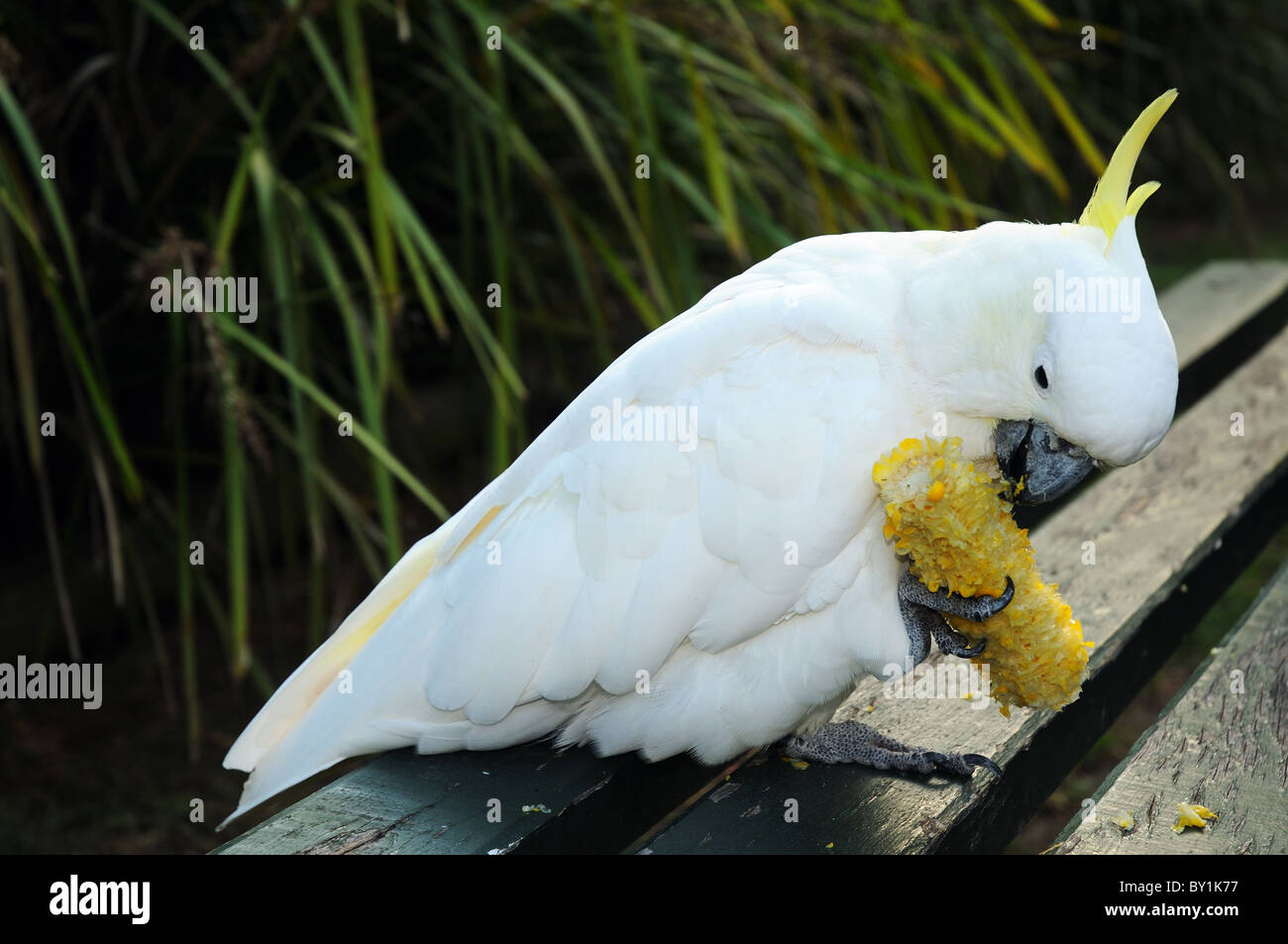 Bird corn cob hi-res stock photography and images - Alamy