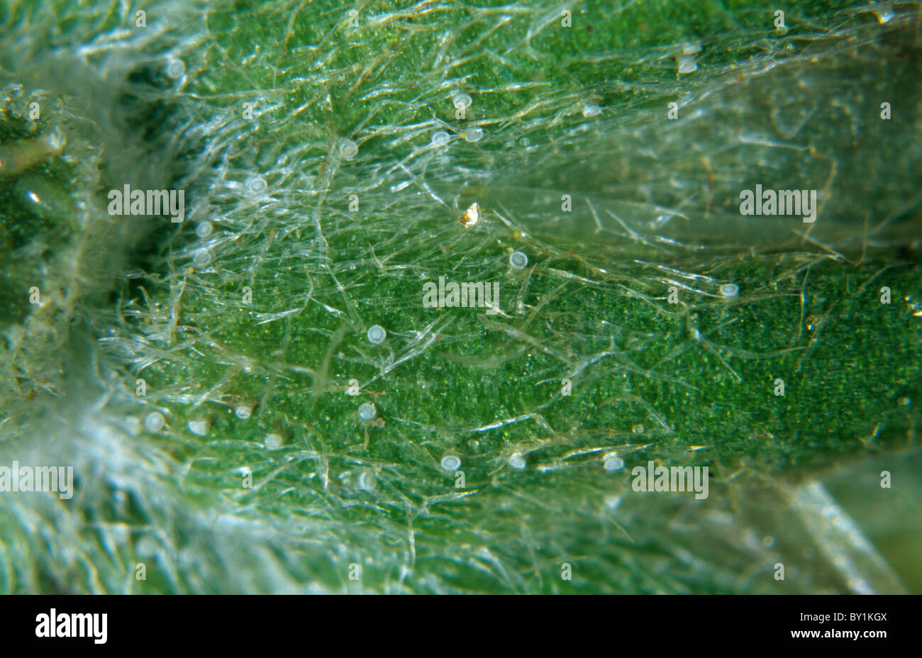 Flower bug (Orius spp.) eggs on a chrysanthemum leaf Stock Photo - Alamy