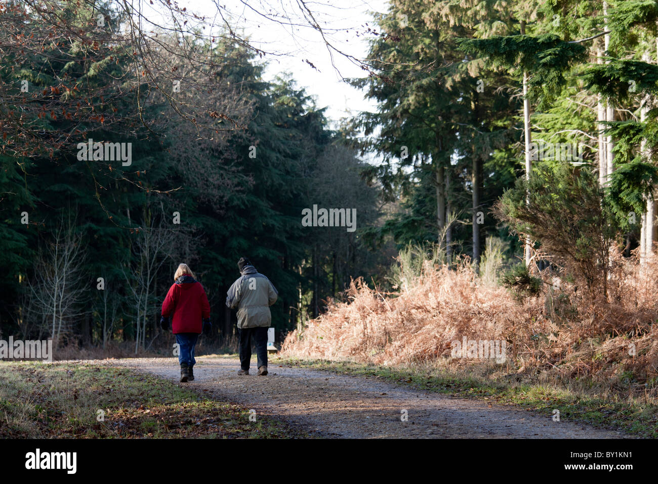 Walking tree hi-res stock photography and images - Alamy