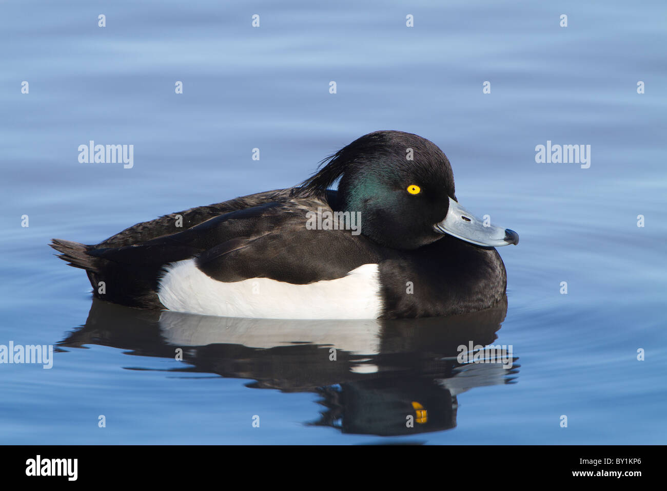 Male tufted duck england hi-res stock photography and images - Alamy