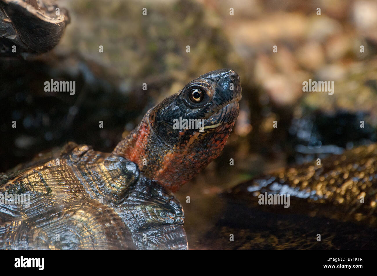 Wood turtle hi-res stock photography and images - Alamy