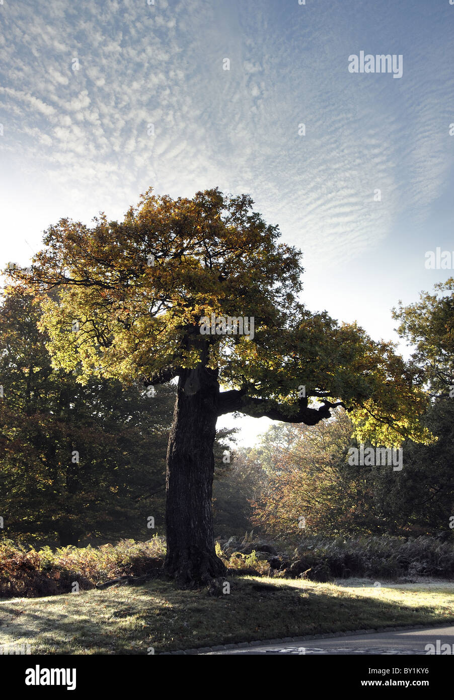Oak Tree, Richmond Park, Greater London, England Stock Photo - Alamy
