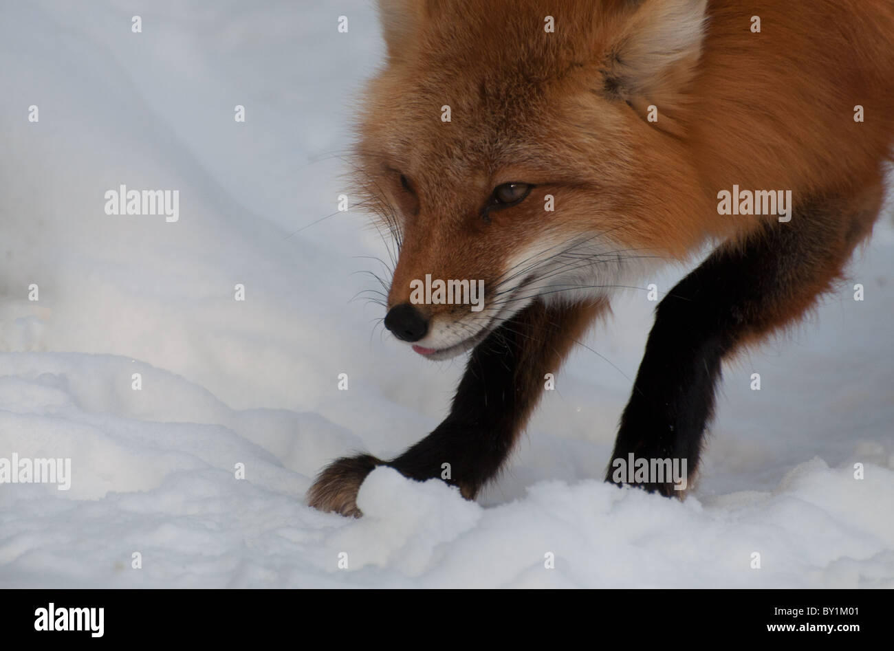 A Red Fox in the snow Stock Photo - Alamy