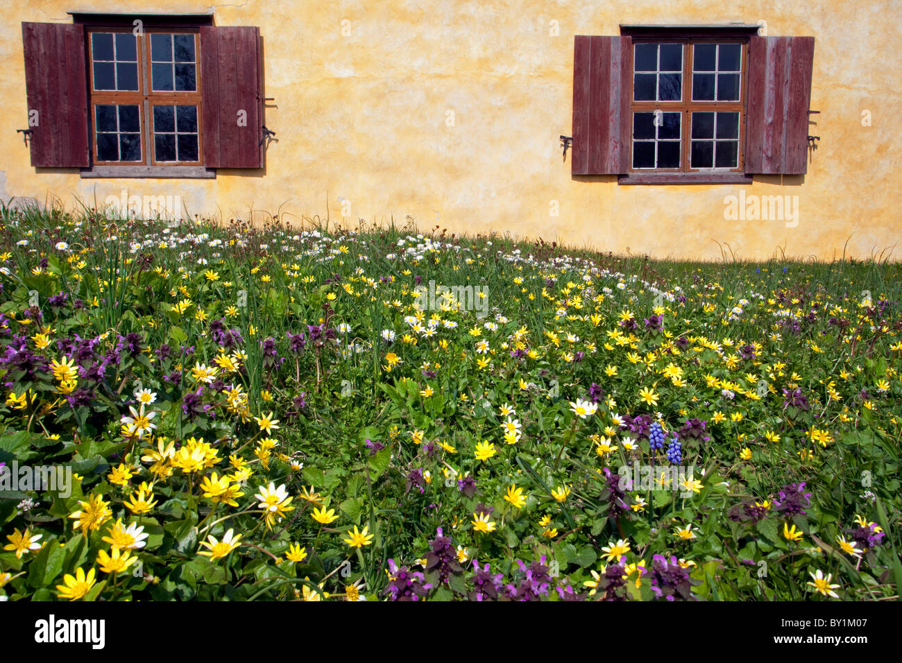 Sweden, Island of Gotland. Spring flowers outside traditional wooden ...
