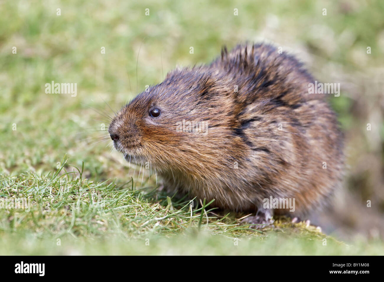 Britain's rare and endangered Bank Vole Stock Photo - Alamy