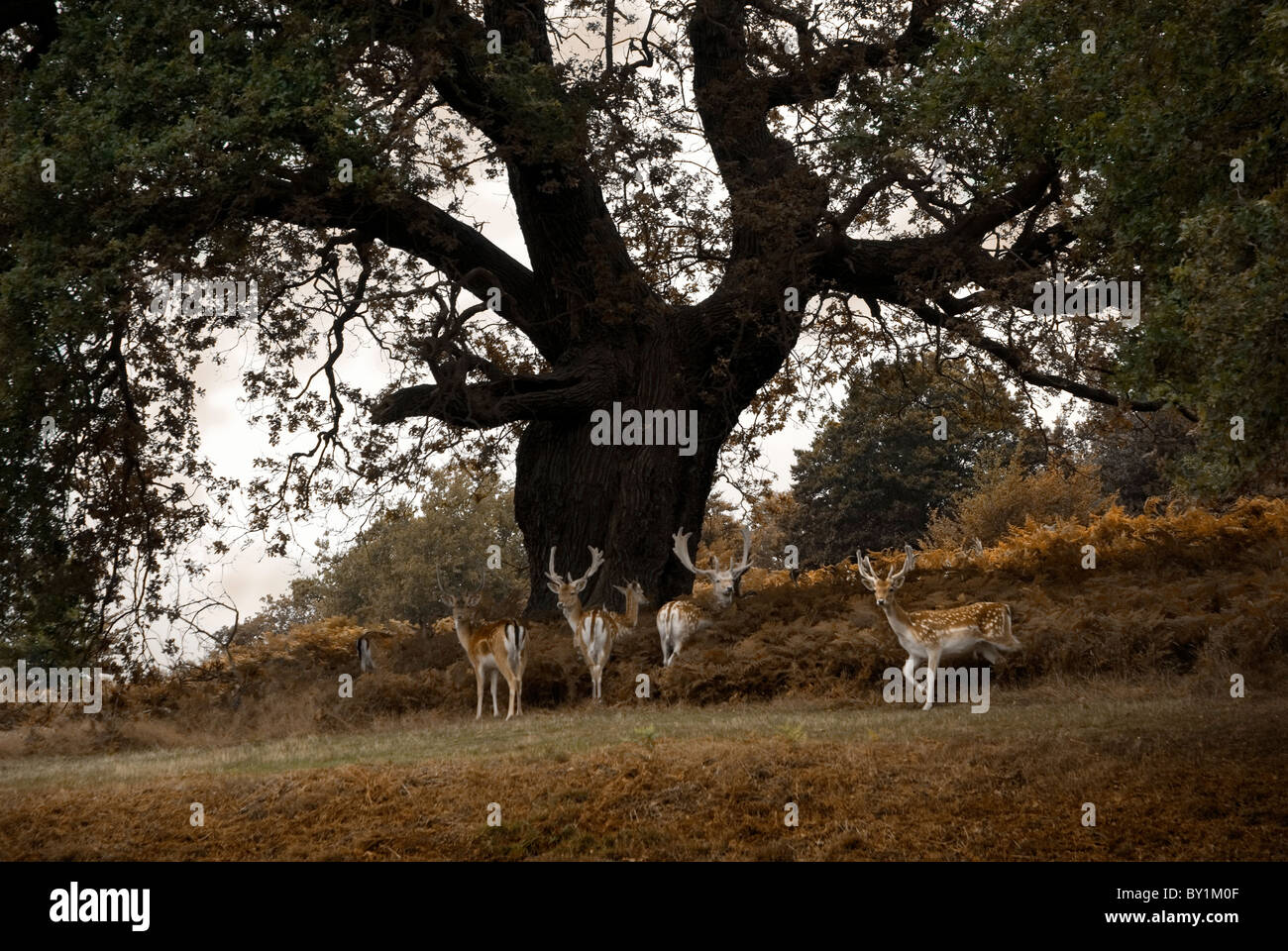 Fallow deer, under oak tree, Richmond Park, Greater London, England, U ...