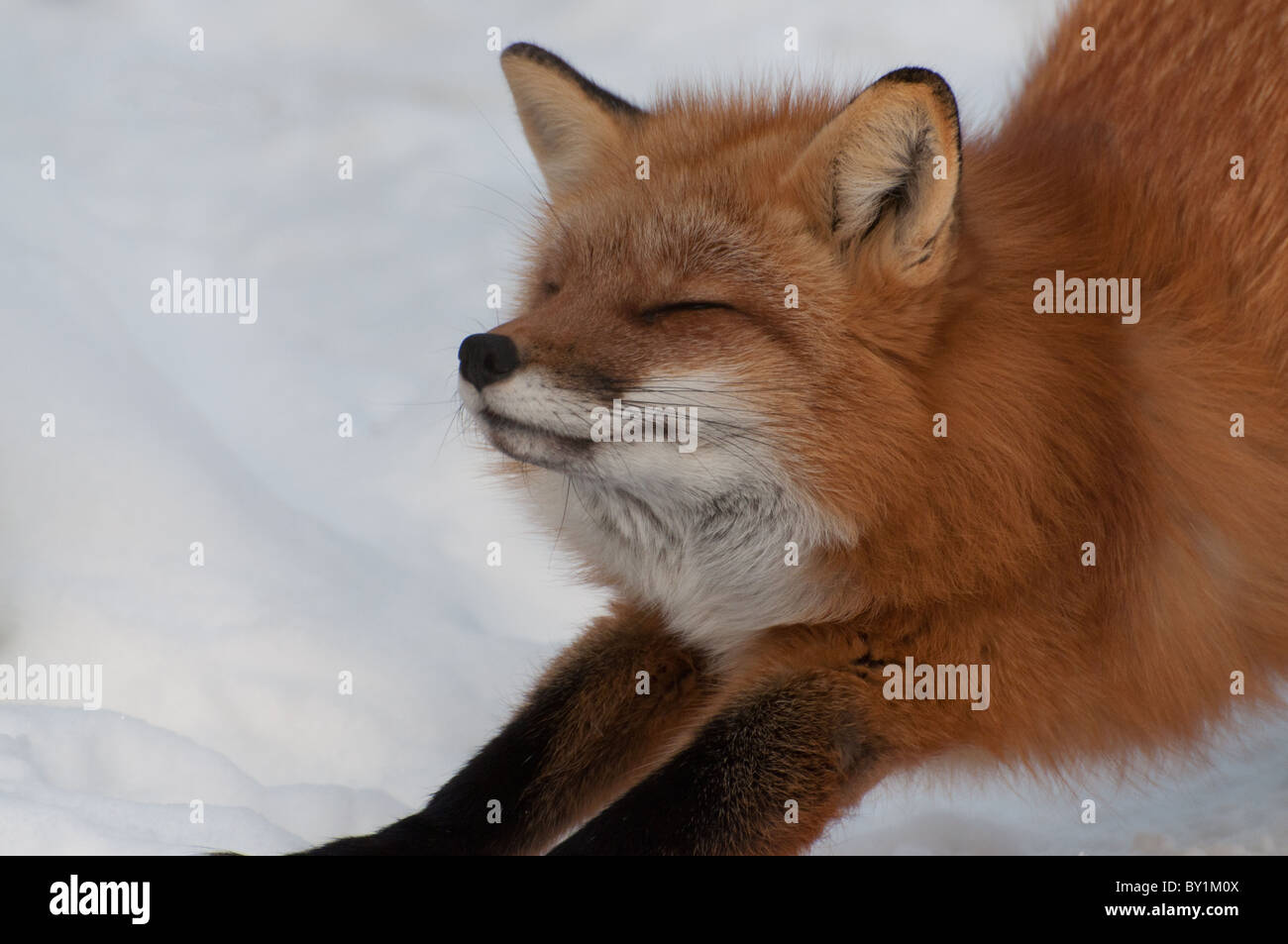 A Red Fox stretching Stock Photo - Alamy