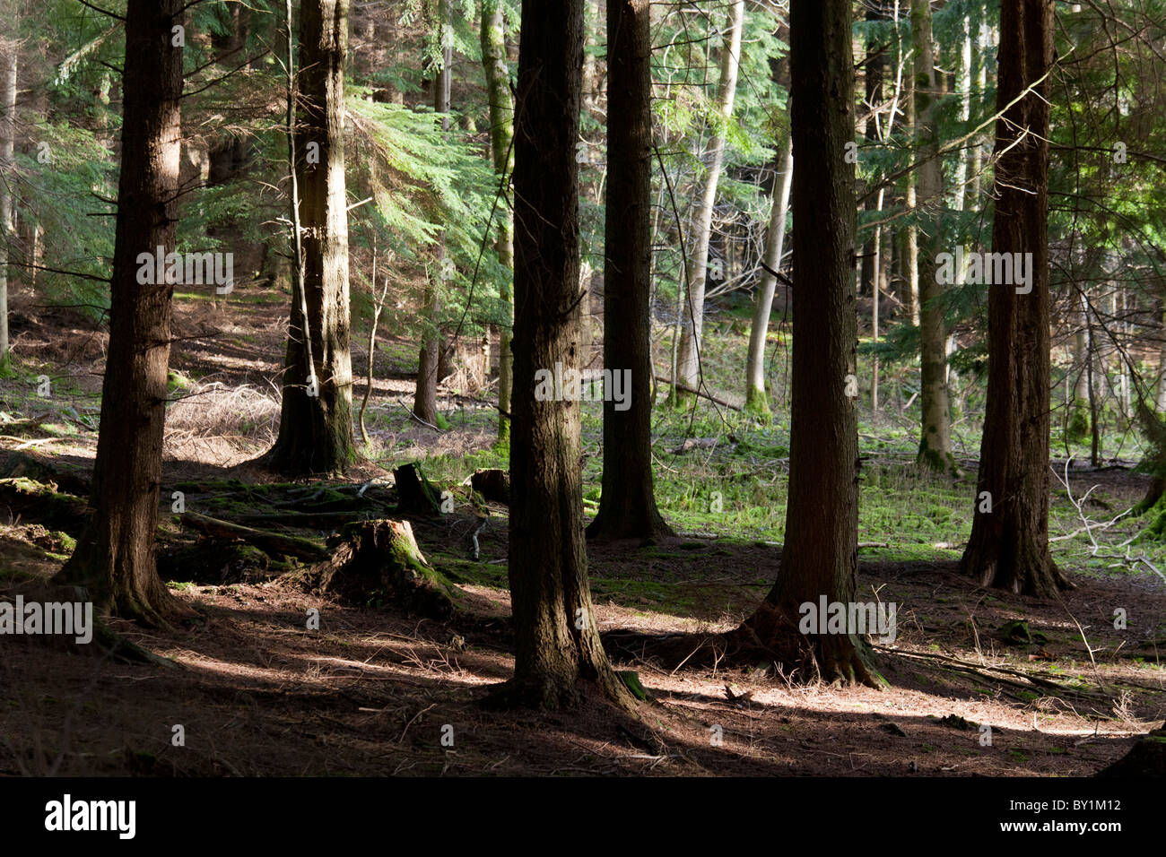 trunks of upright pine trees in forest with sunshine Stock Photo - Alamy