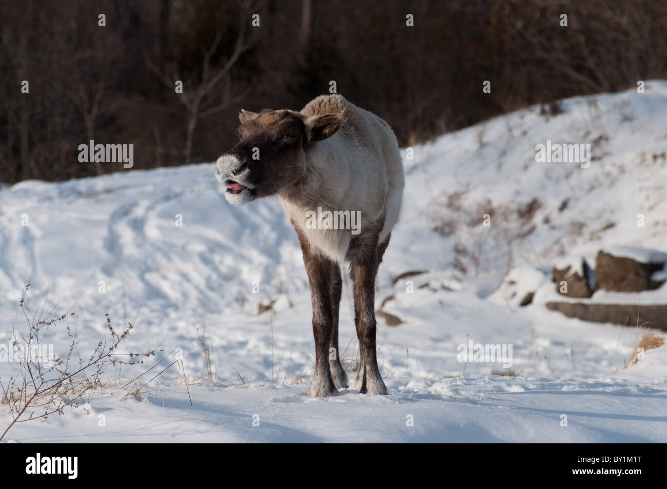 Woodland caribou quebec hi-res stock photography and images - Alamy