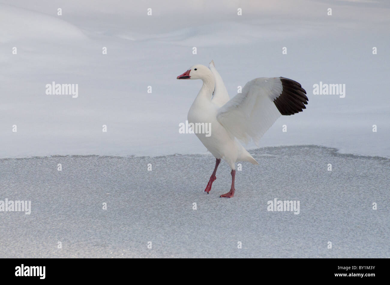 A Snow Goose dancing on ice Stock Photo - Alamy