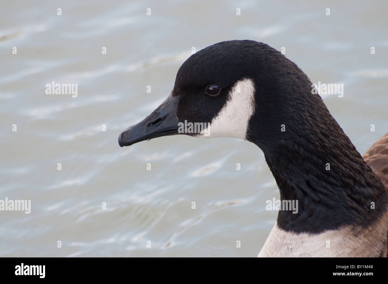 Close-up of a Canada Goose Stock Photo - Alamy