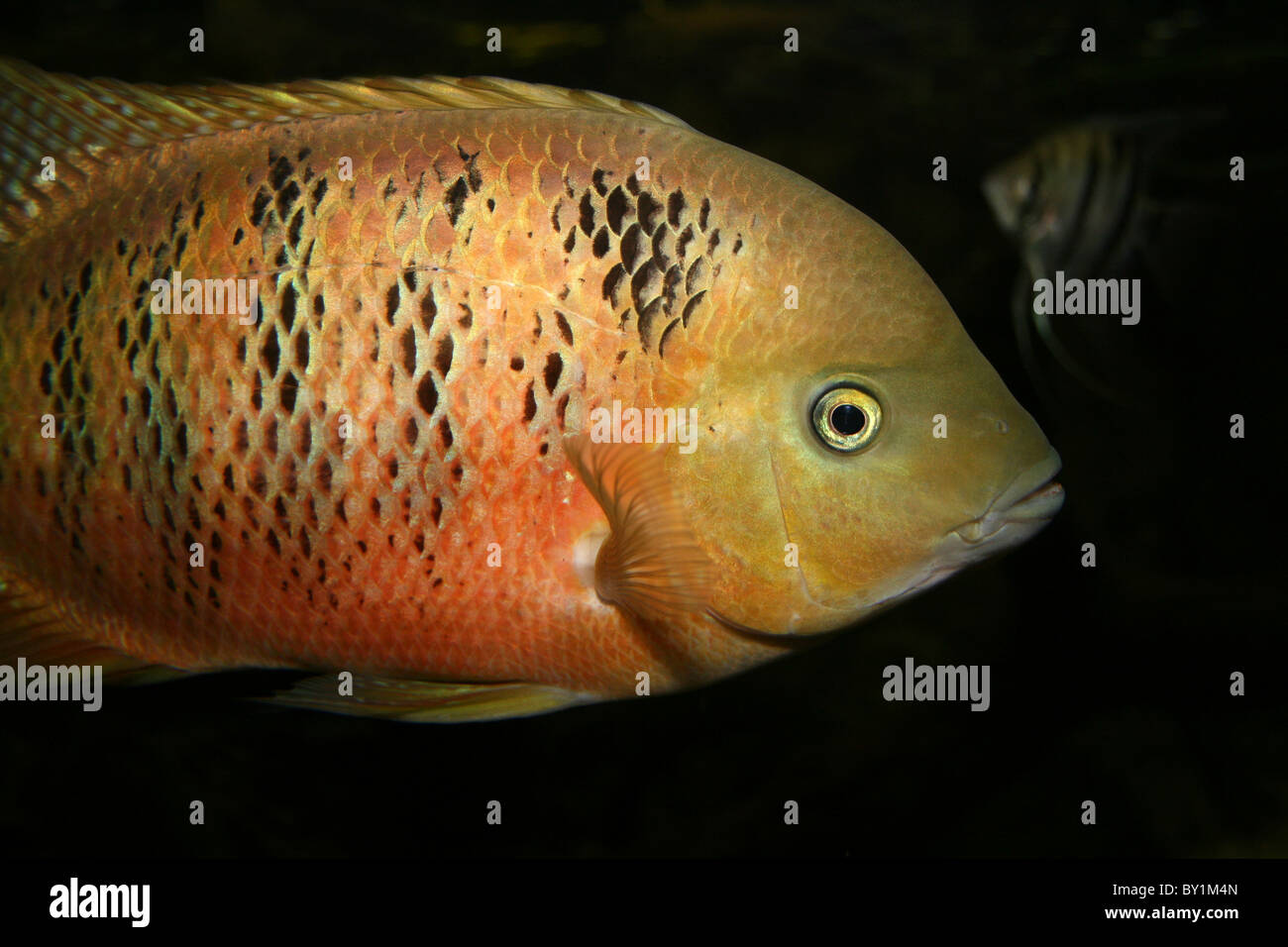 Pearl cichlid hi-res stock photography and images - Alamy