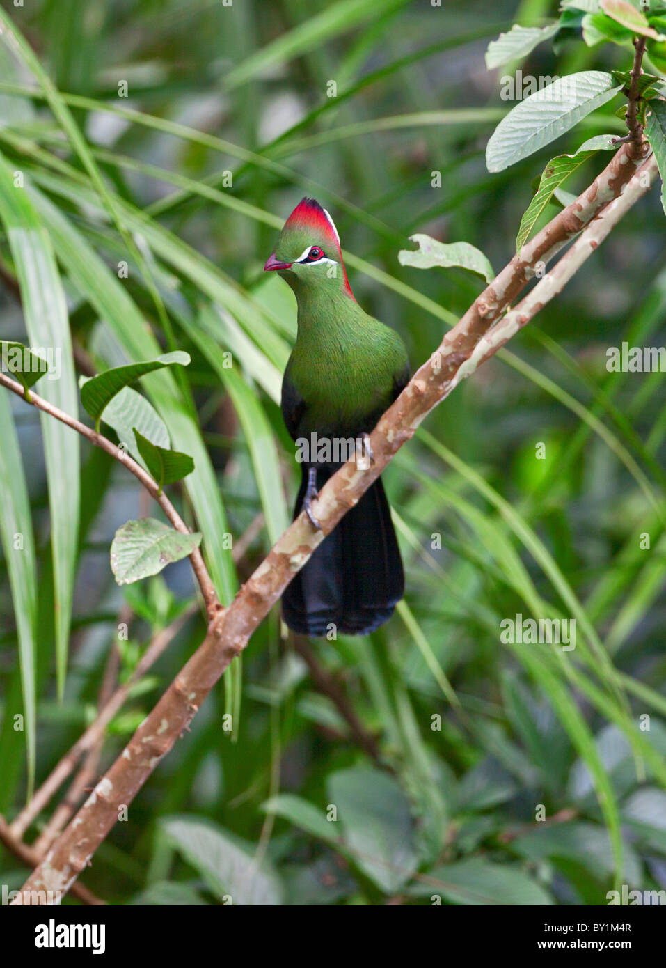 A beautiful Fischer s Turaco in the Amani Nature Reserve, a protected ...