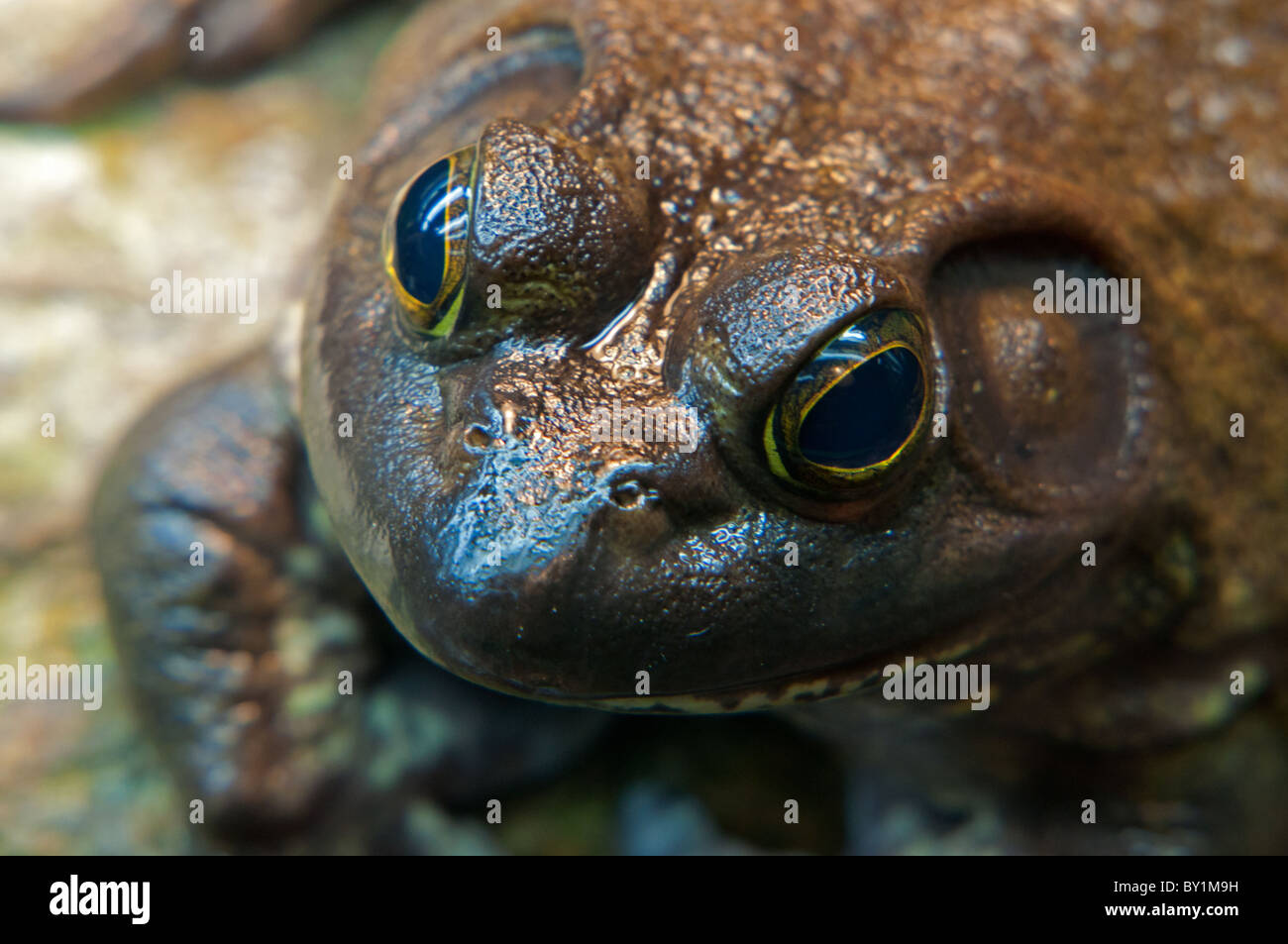 Bullfrog canada hi-res stock photography and images - Alamy