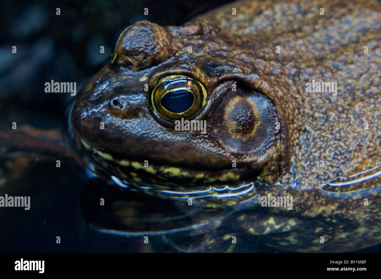 Bullfrog rana catesbeiana canada hi-res stock photography and images ...