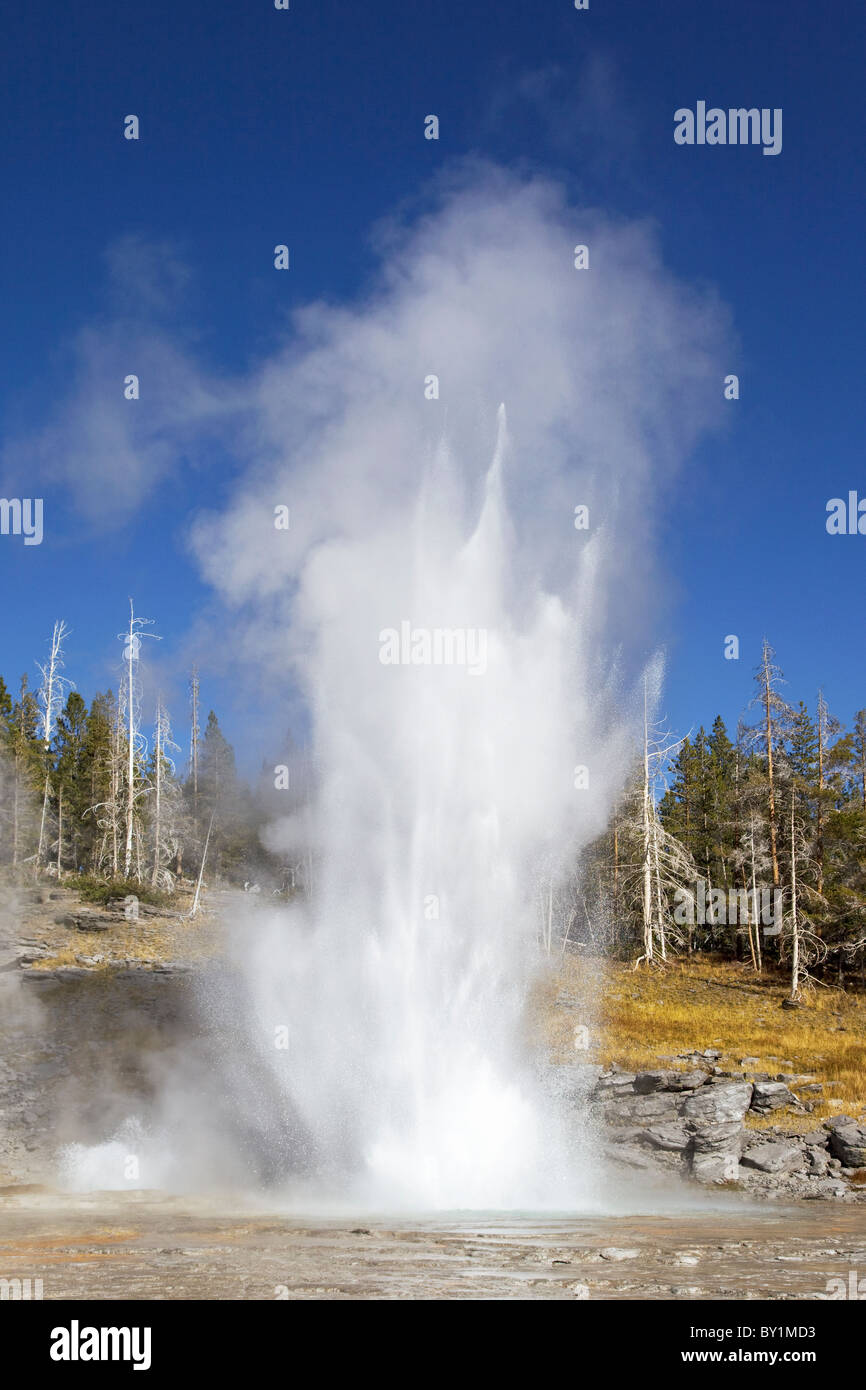 Yellowstone's Grand geyser erupting - the worlds tallest predictable ...