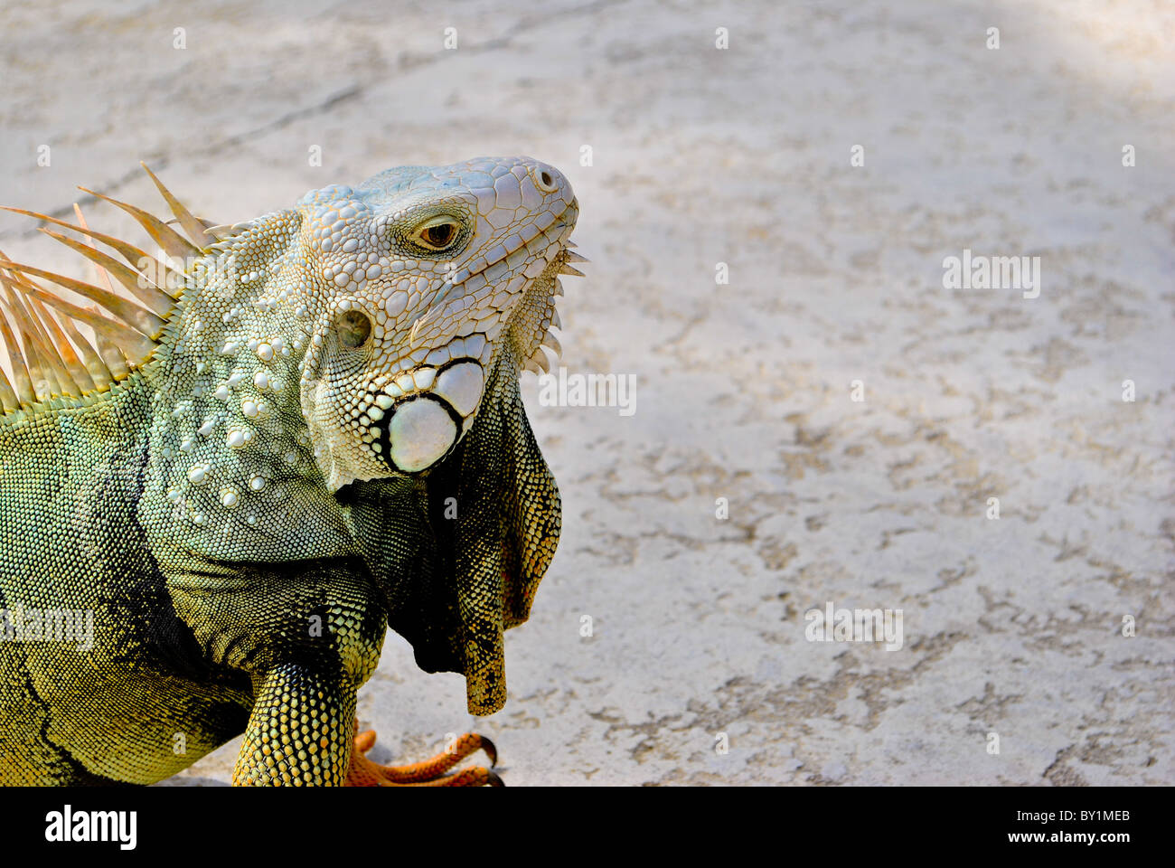 Iguana puerto rico hi-res stock photography and images - Alamy