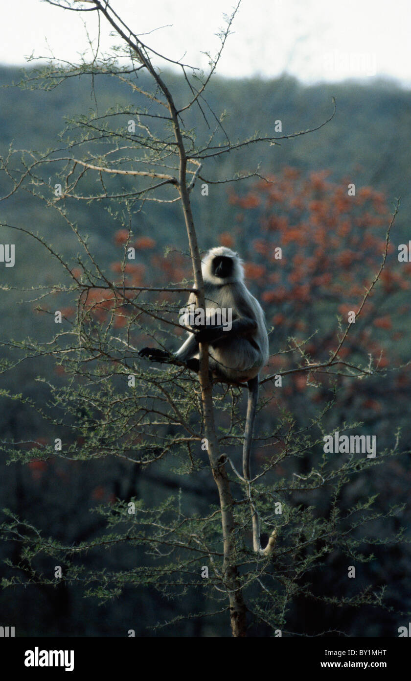 Langure hi-res stock photography and images - Alamy