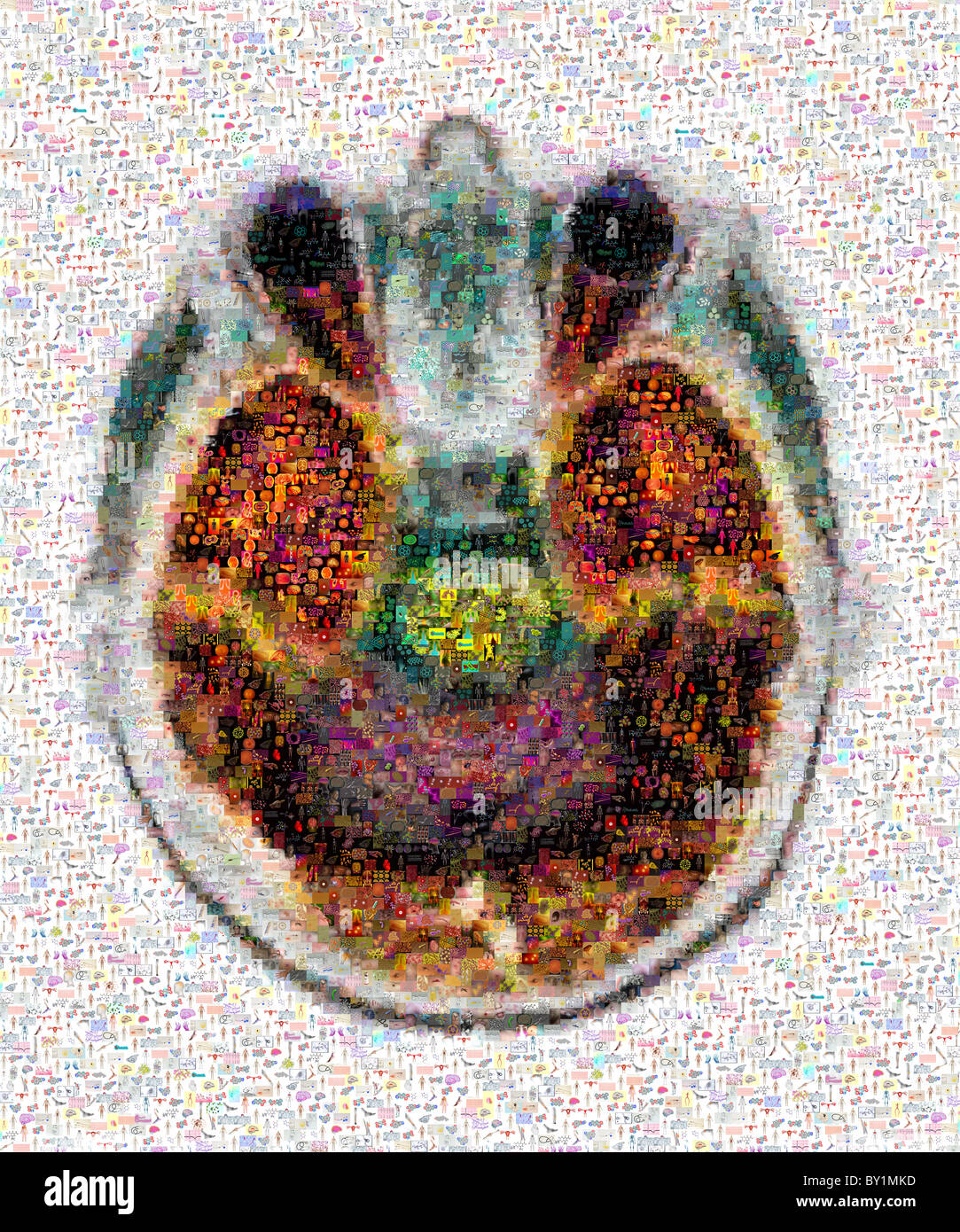 Cat brain anatomy hi-res stock photography and images - Alamy