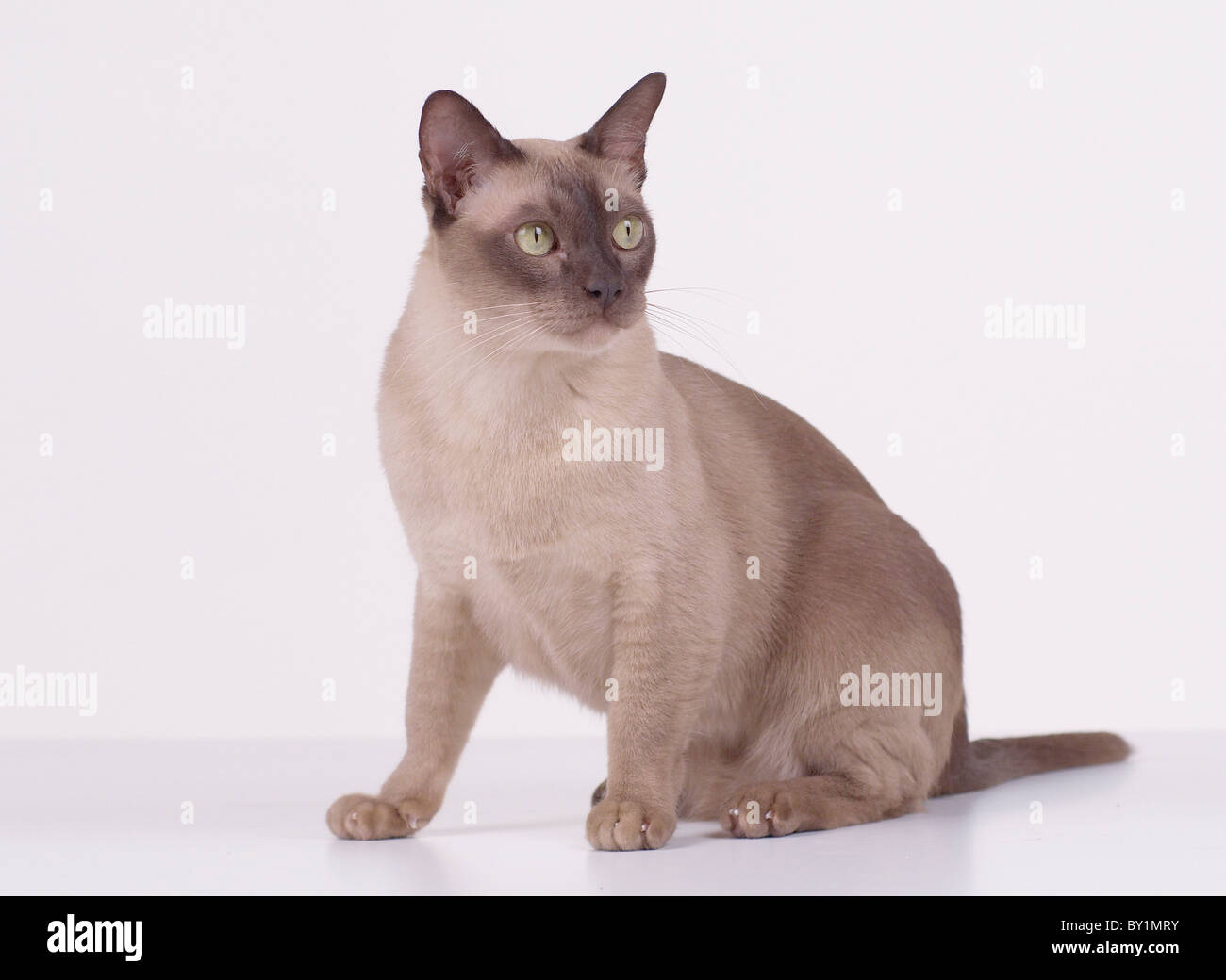 White siamese cat hi-res stock photography and images - Alamy