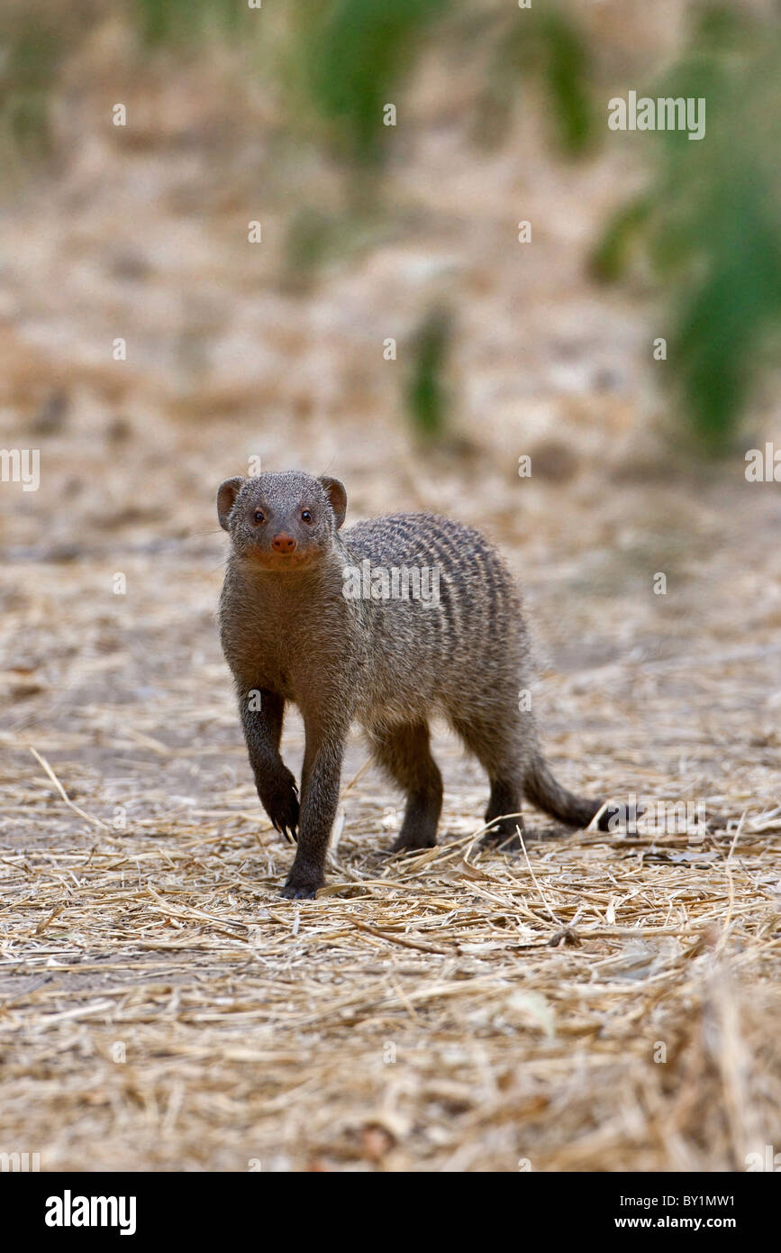 Mongoose hi-res stock photography and images - Alamy
